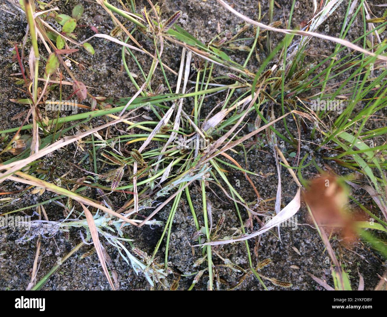 Shining Flatsedge (Cyperus bipartitus Stock Photo - Alamy