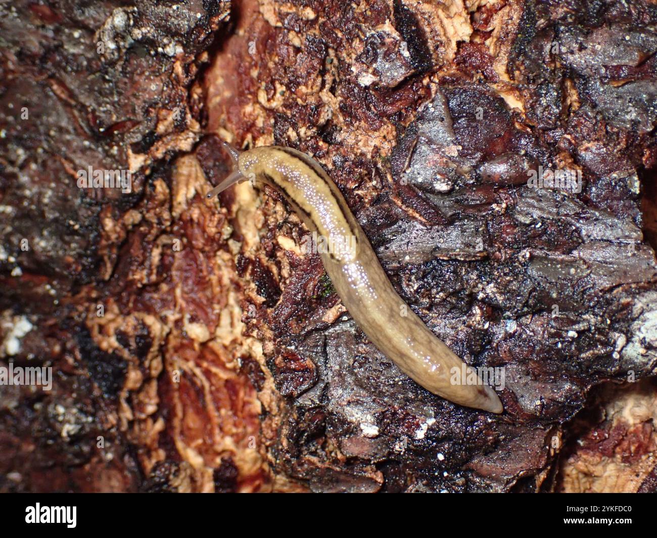 Roundback Slugs and Allies (Arionoidea Stock Photo - Alamy