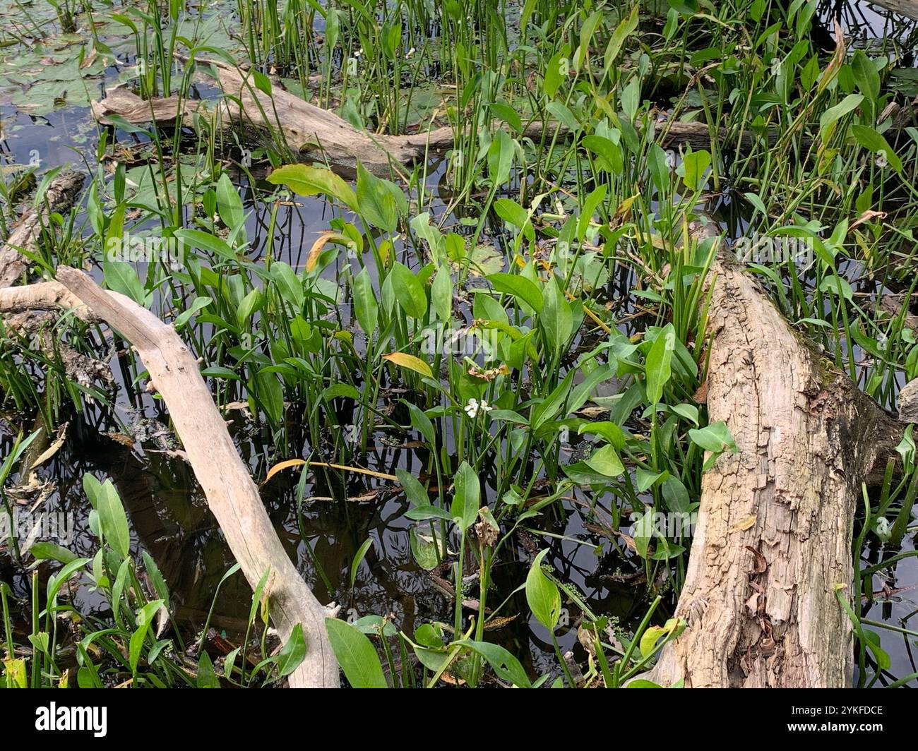 Sagittaria rigida hi-res stock photography and images - Alamy
