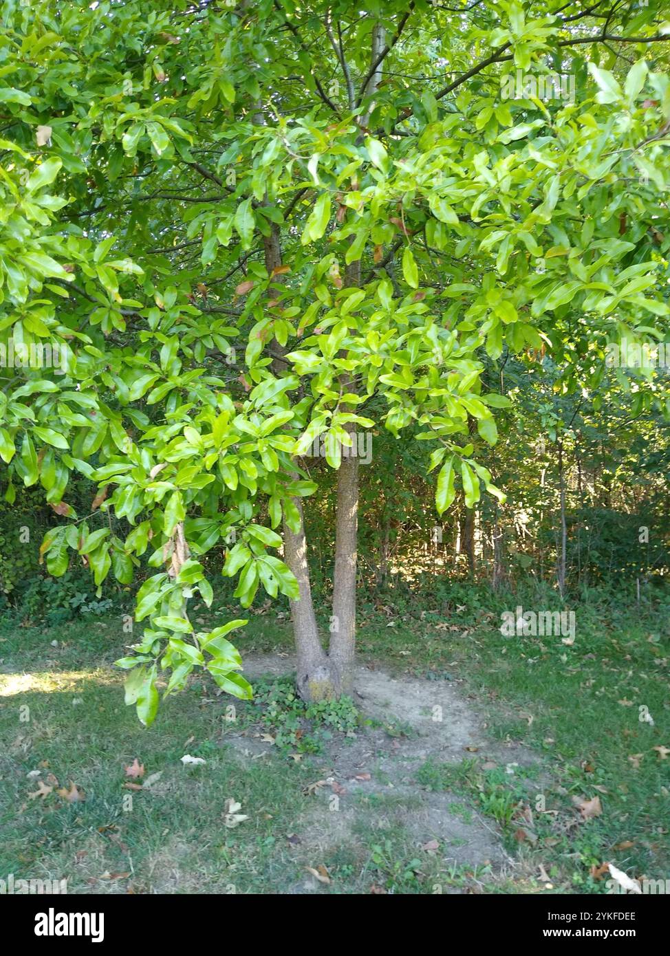 shingle oak (Quercus imbricaria Stock Photo - Alamy