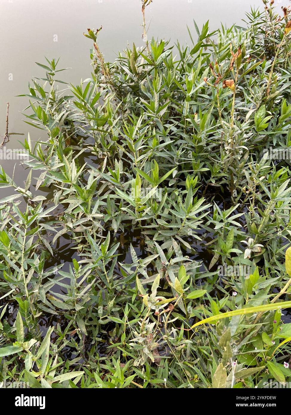 American water-willow (Justicia americana Stock Photo - Alamy