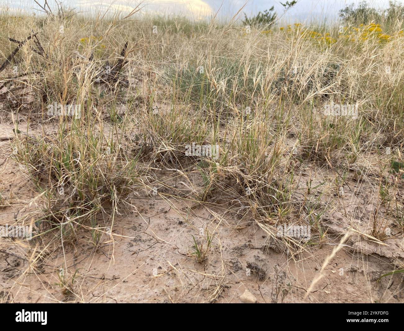 burrograss (Scleropogon brevifolius Stock Photo - Alamy