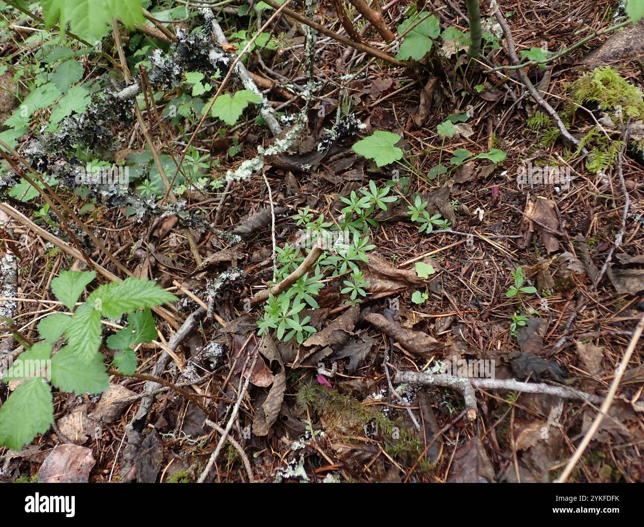fragrant bedstraw (Galium triflorum Stock Photo - Alamy