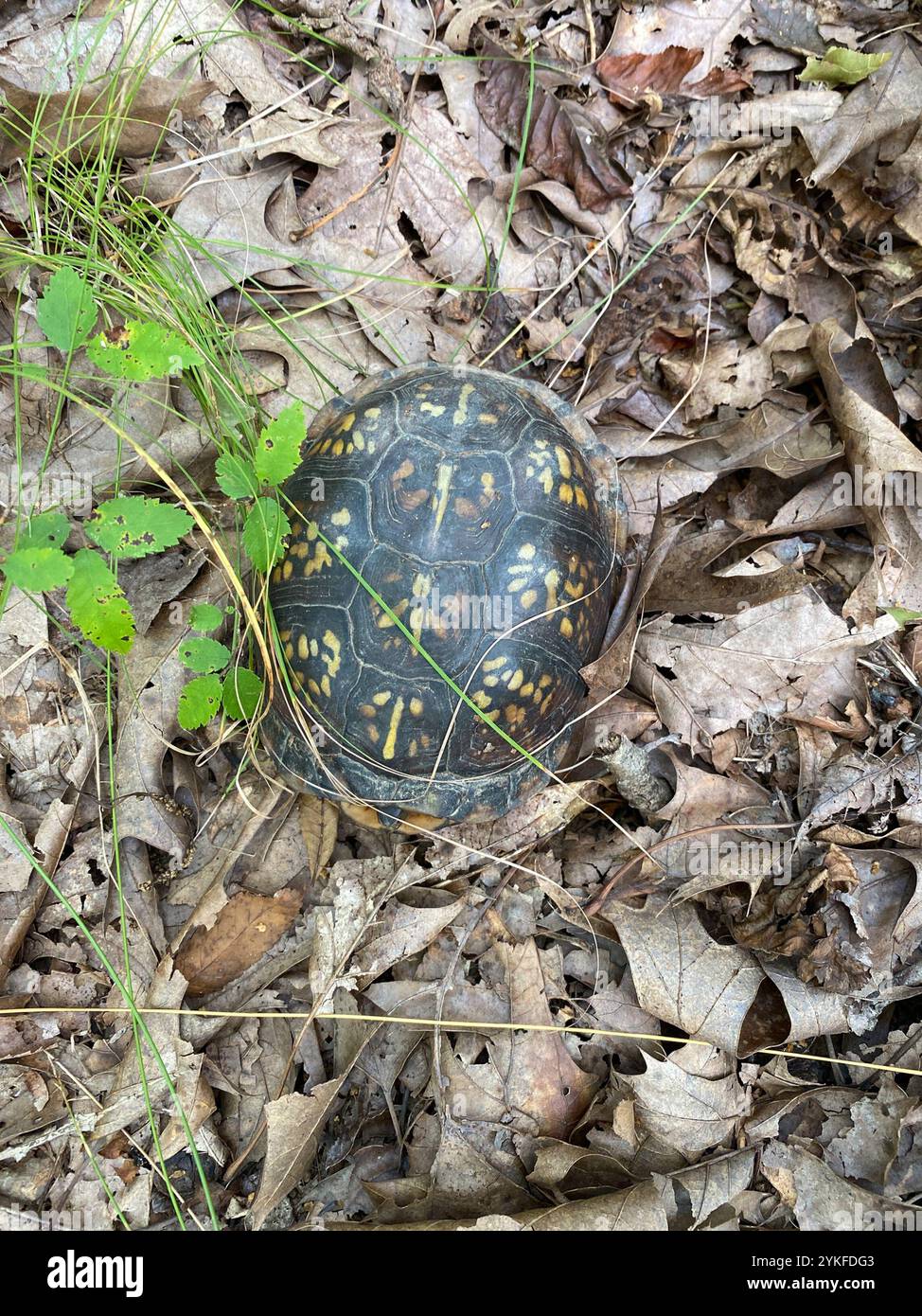 Common Box Turtle (Terrapene carolina Stock Photo - Alamy