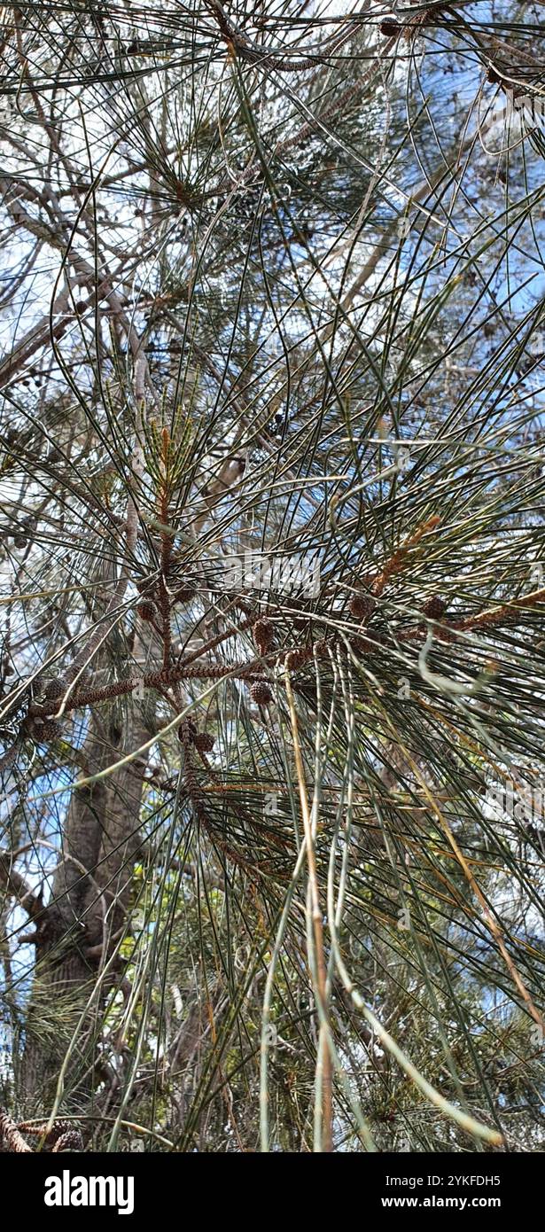 Swamp sheoak (Casuarina glauca Stock Photo - Alamy