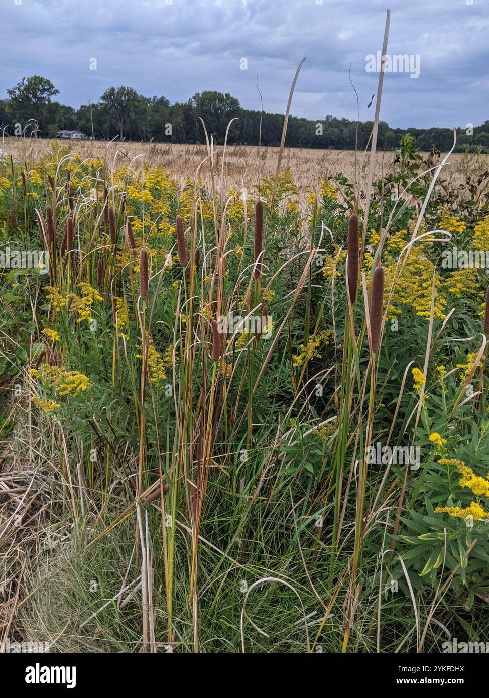 narrow-leaved cattail (Typha angustifolia Stock Photo - Alamy