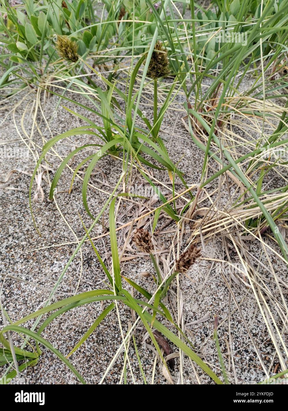grasses, sedges, cattails, and allies (Poales Stock Photo - Alamy