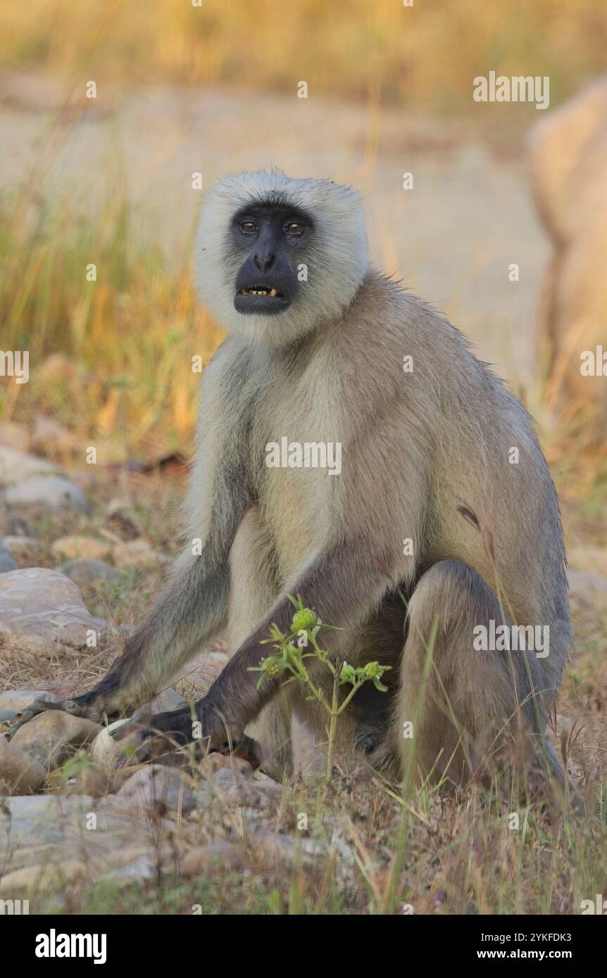 Northern Plains Grey Langur, also known as the Sacred Langur, Bengal ...