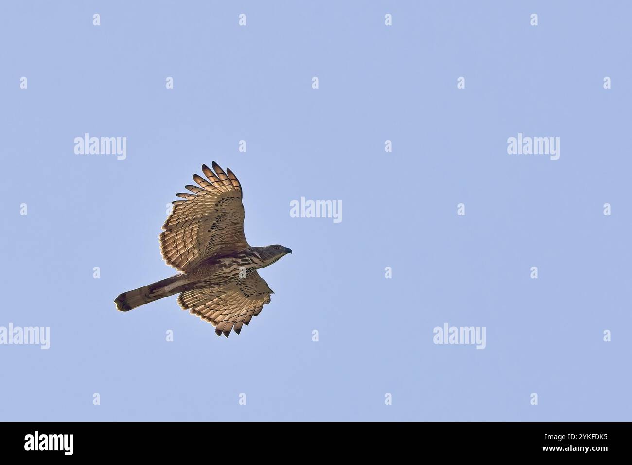 Oriental Hony Buzzard (Pernis ptilorhynchus), in flight, Uttarakhand ...