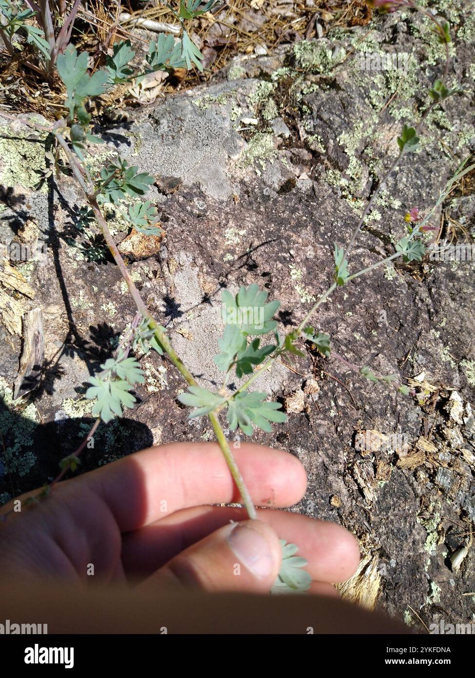 Capnoides sempervirens hi-res stock photography and images - Alamy