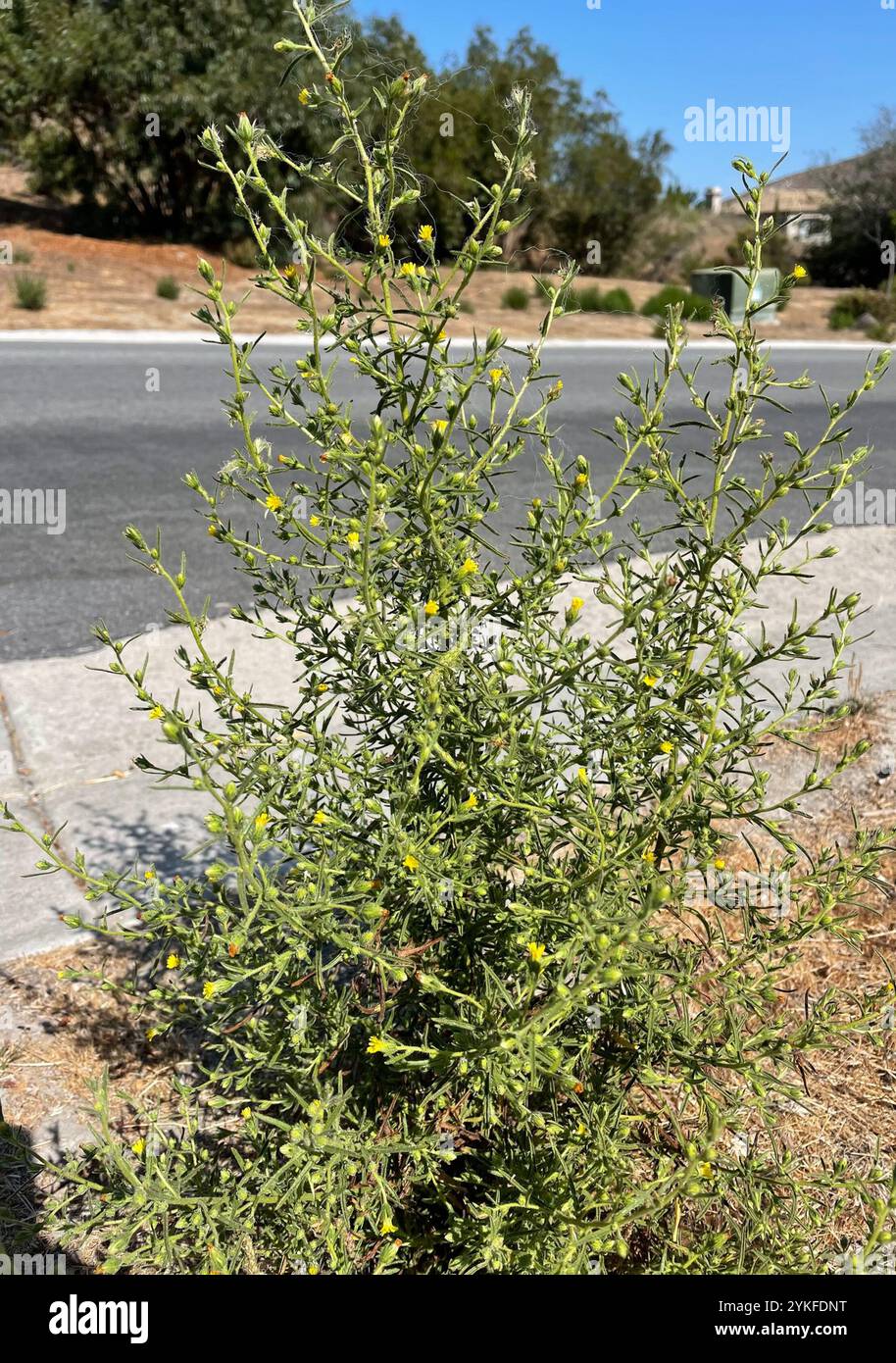 Stinkwort dittrichia graveolens hi-res stock photography and images - Alamy