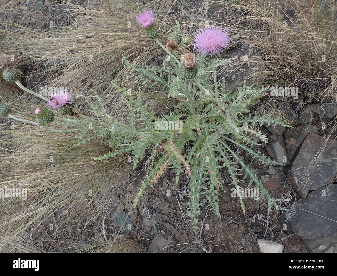 wavyleaf thistle (Cirsium undulatum Stock Photo - Alamy