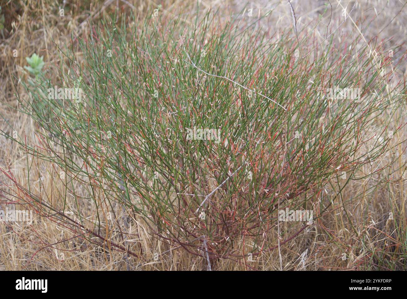 deerweed (Acmispon glaber Stock Photo - Alamy
