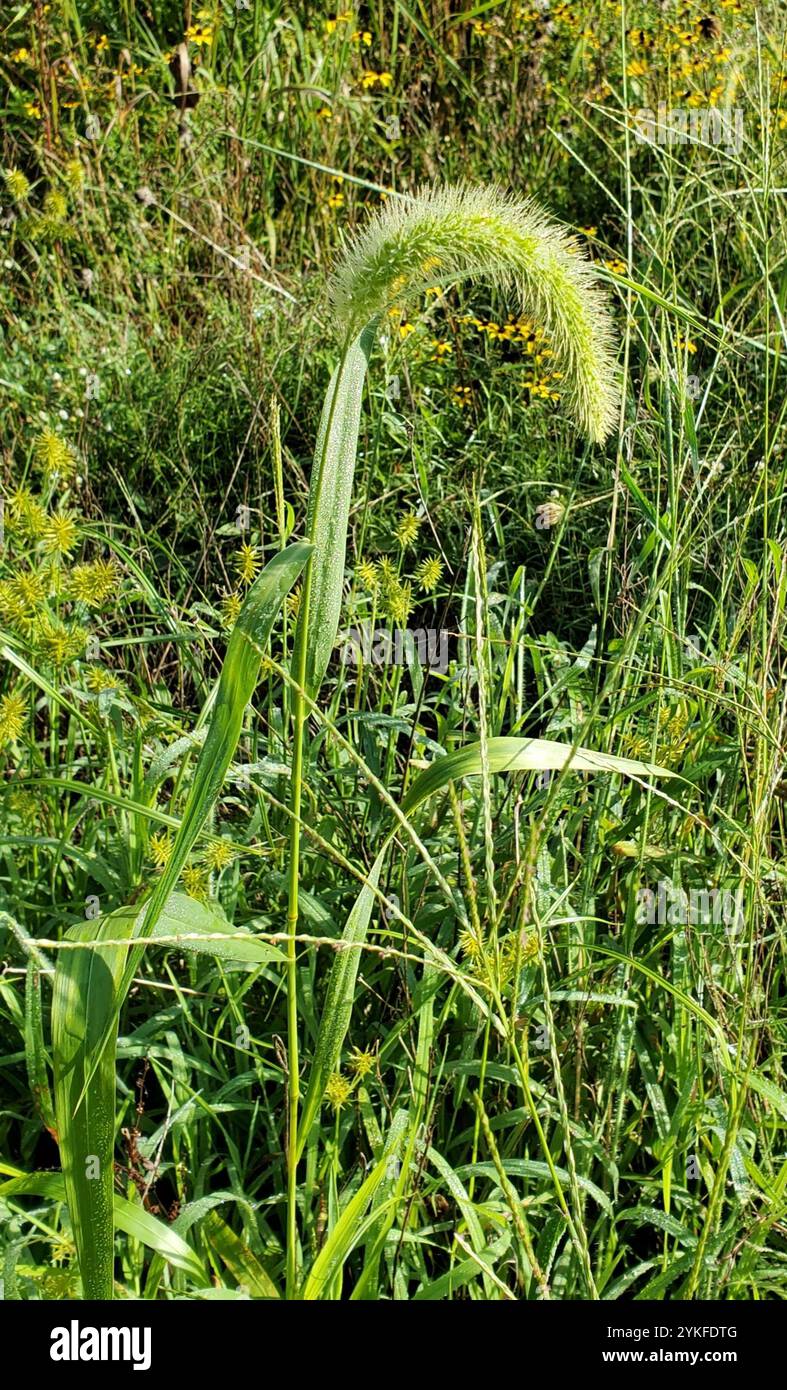giant foxtail (Setaria faberi Stock Photo - Alamy