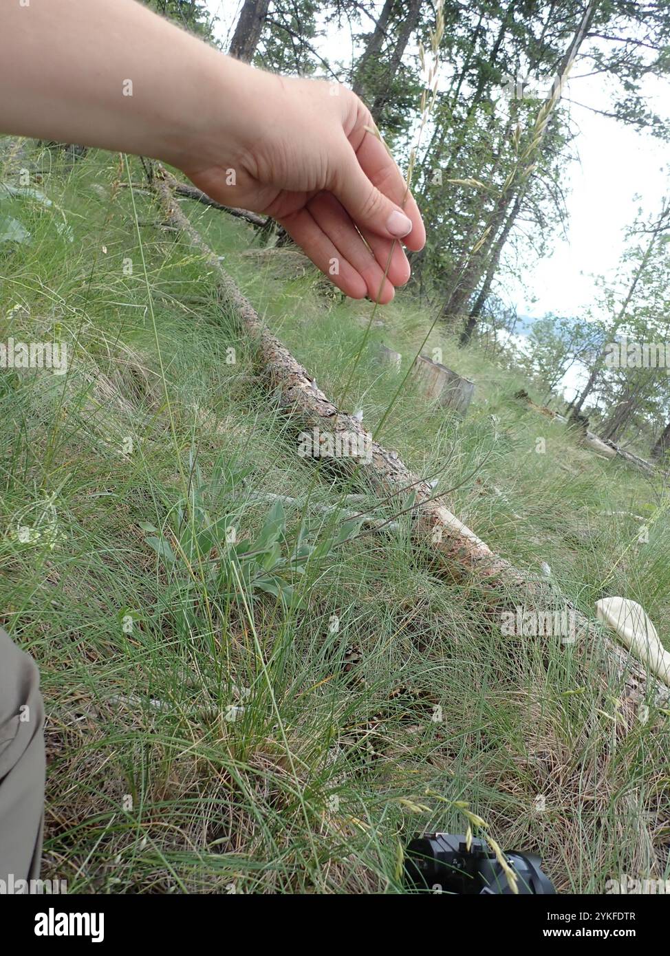 Rough fescue hi-res stock photography and images - Alamy