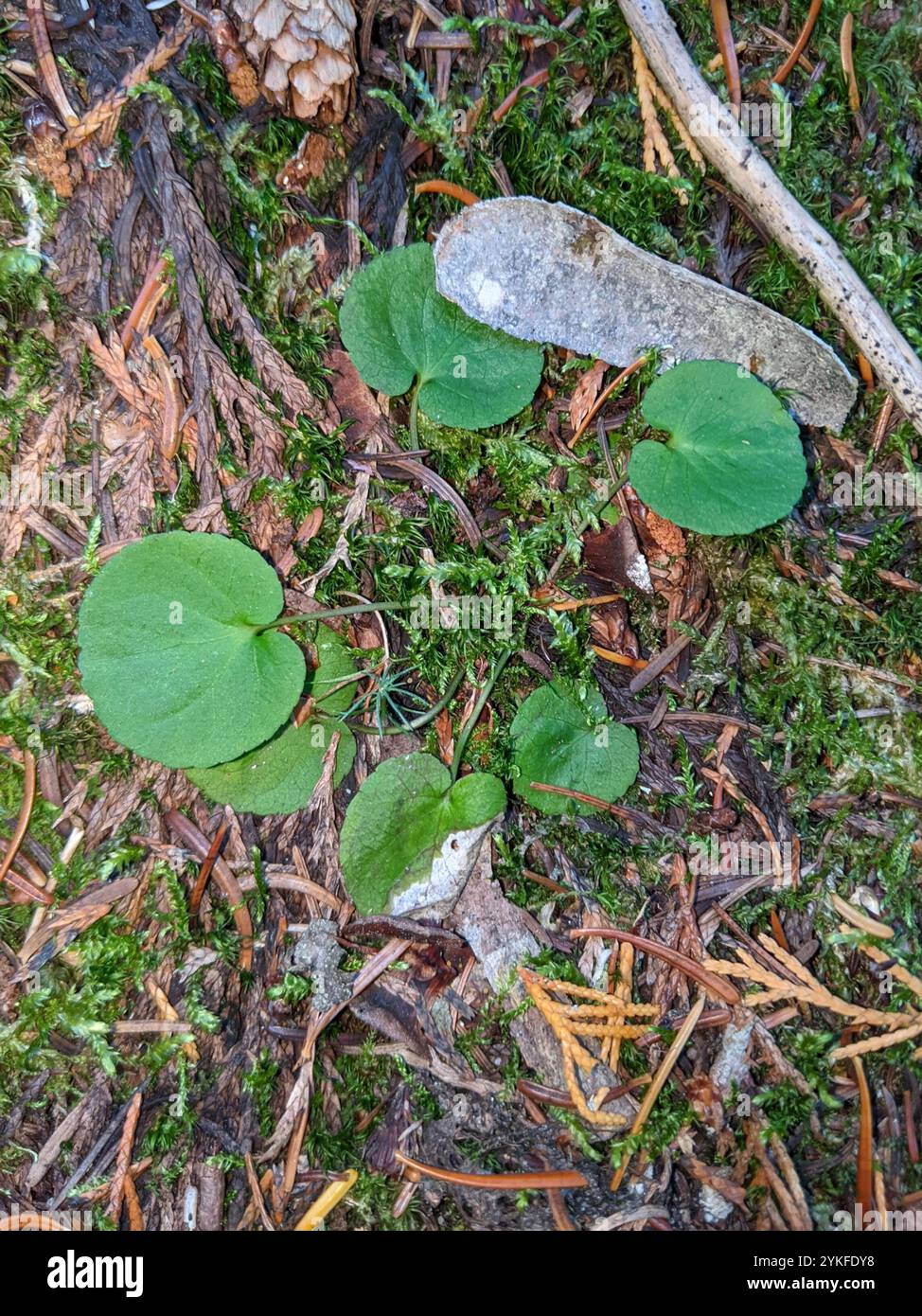 Redwood Violet (Viola sempervirens Stock Photo - Alamy