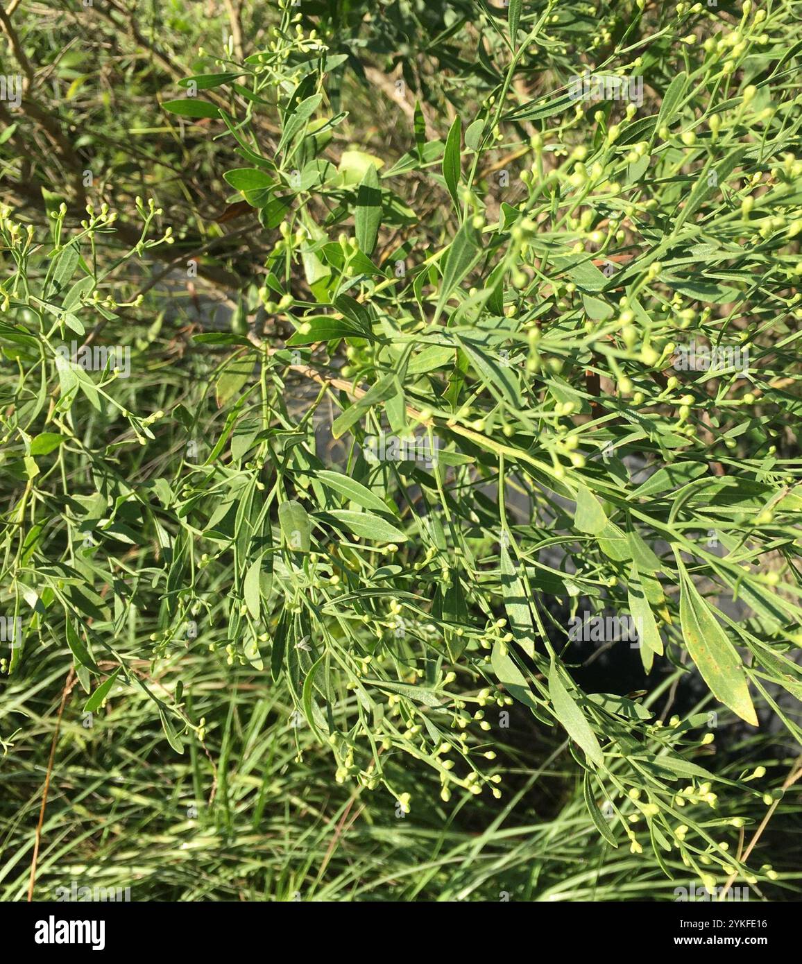 groundsel tree (Baccharis halimifolia Stock Photo - Alamy