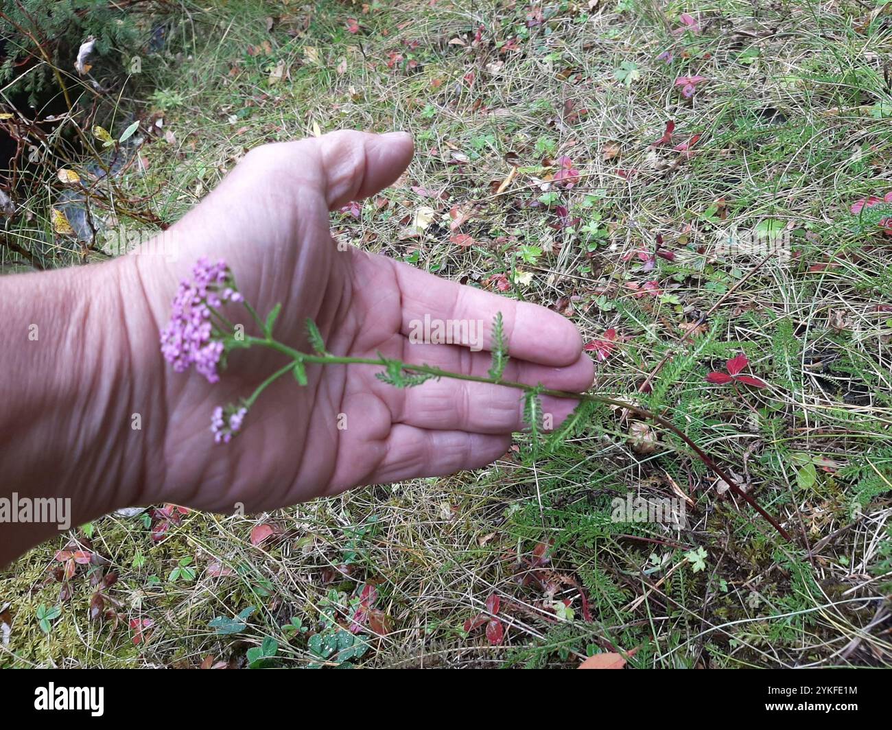 Northern Yarrow (Achillea millefolium borealis Stock Photo - Alamy