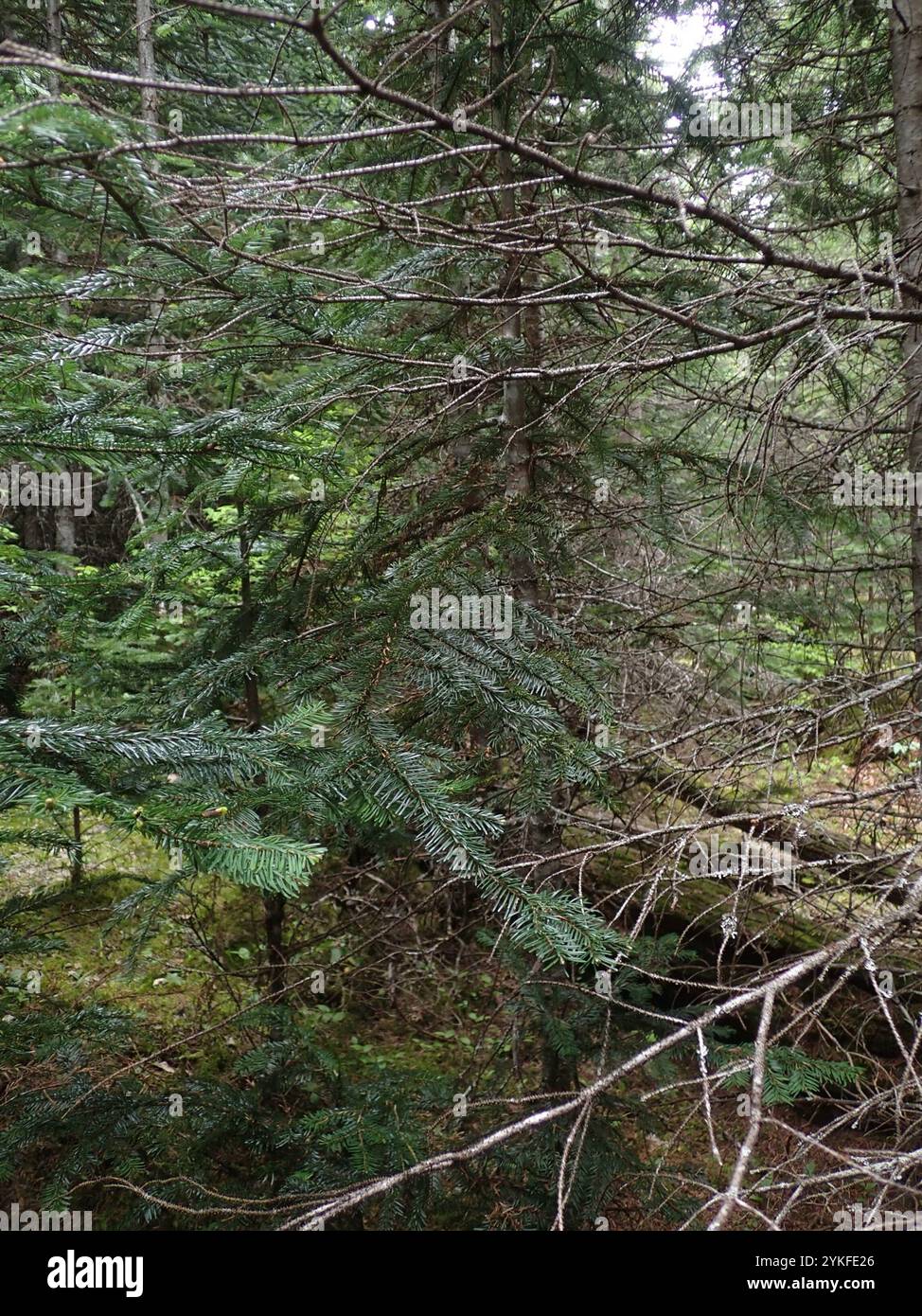 Pacific silver fir (Abies amabilis Stock Photo - Alamy