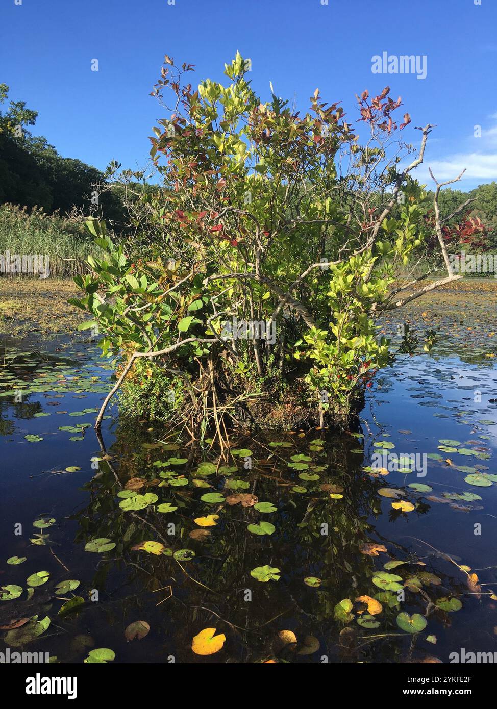 Three-way Sedge (Dulichium arundinaceum Stock Photo - Alamy