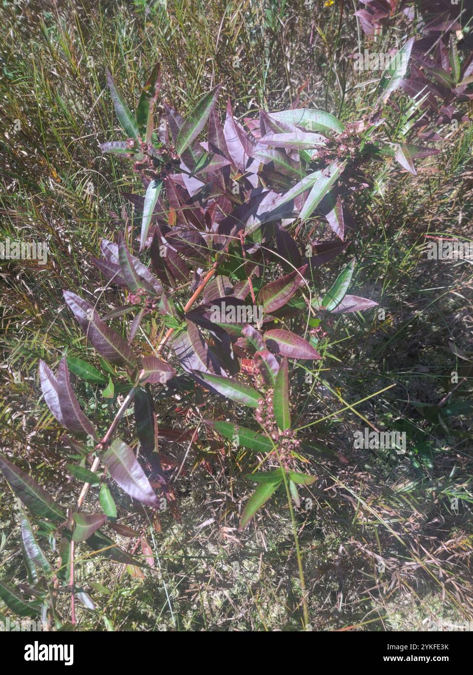 Swamp loosestrife decodon verticillatus hi-res stock photography and ...