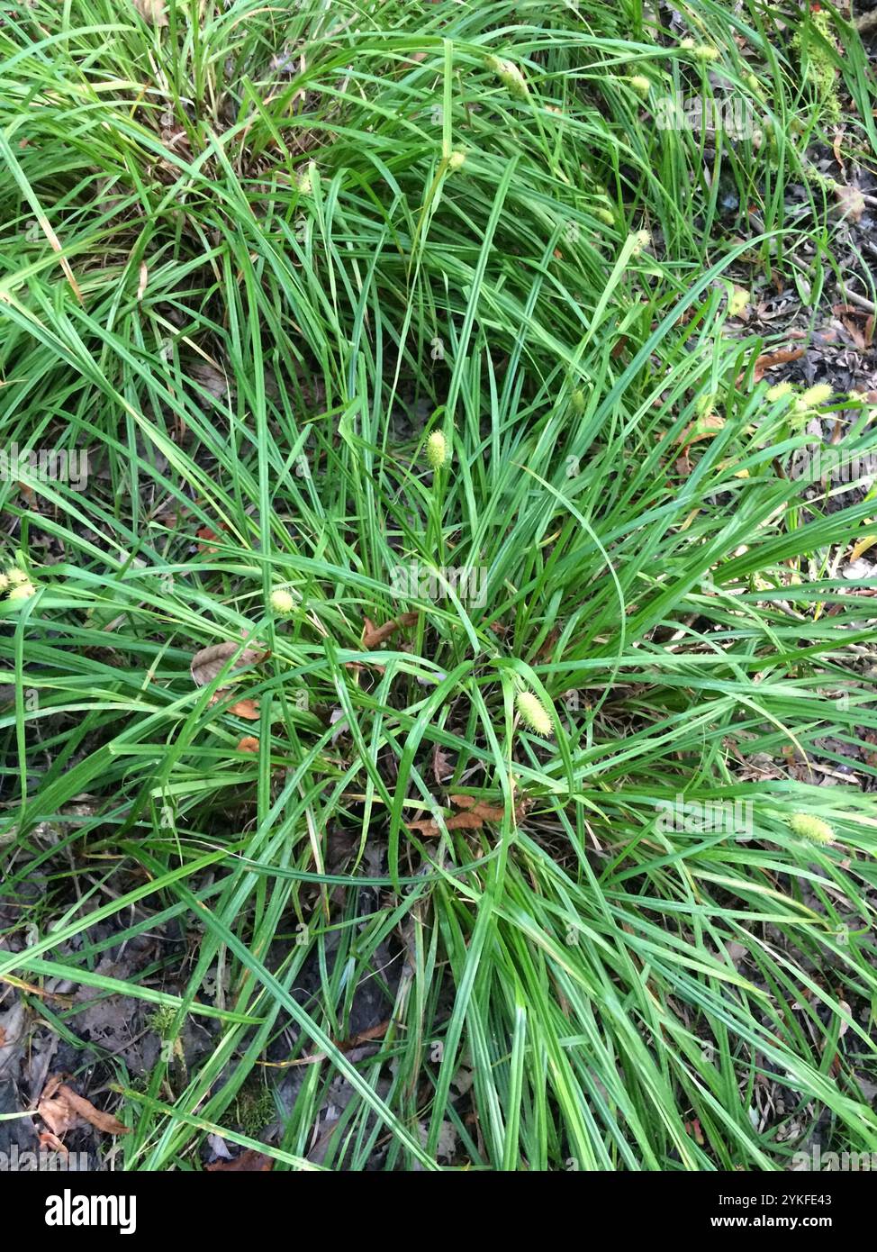 cattail sedge (Carex typhina Stock Photo - Alamy