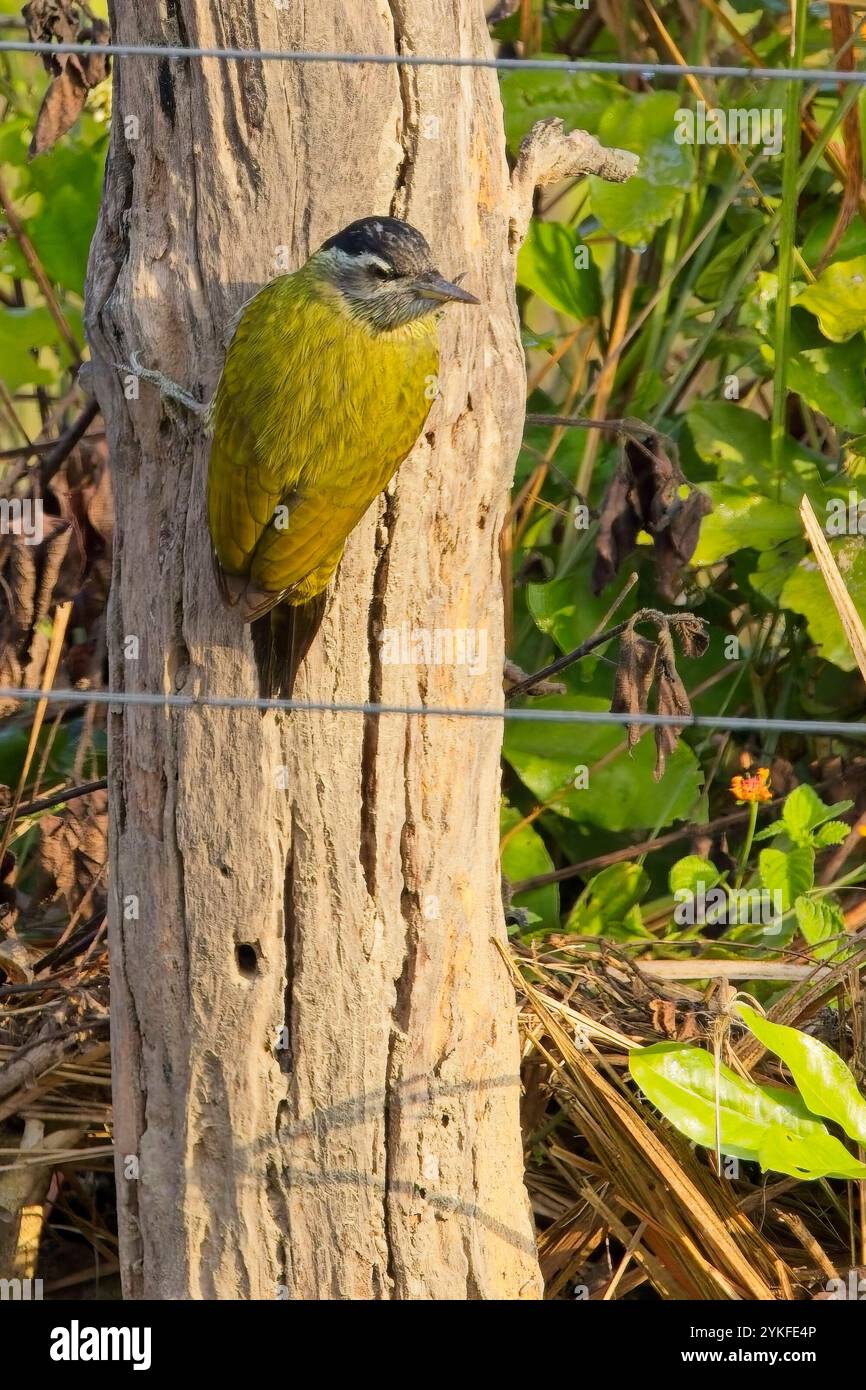Streak-throated Woodpecker (Picus xanthopygaeus) female on a fence post ...