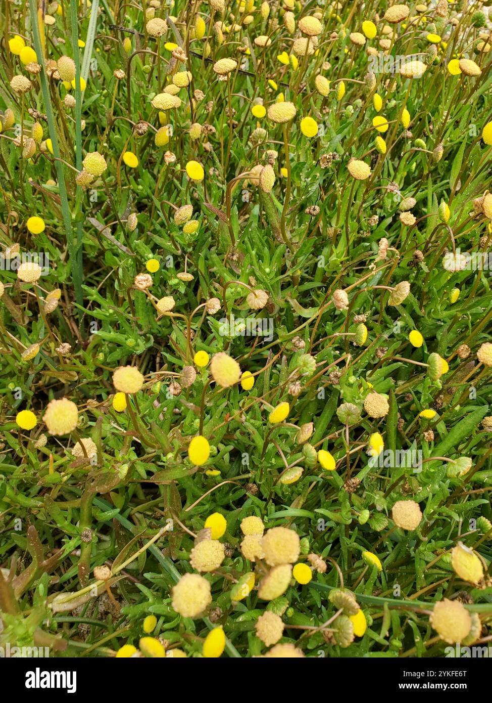 Brass Buttons (Cotula coronopifolia Stock Photo - Alamy