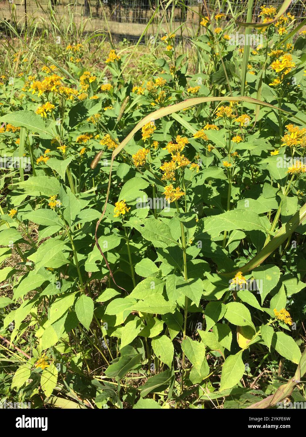 Yellow Crownbeard (Verbesina occidentalis Stock Photo - Alamy