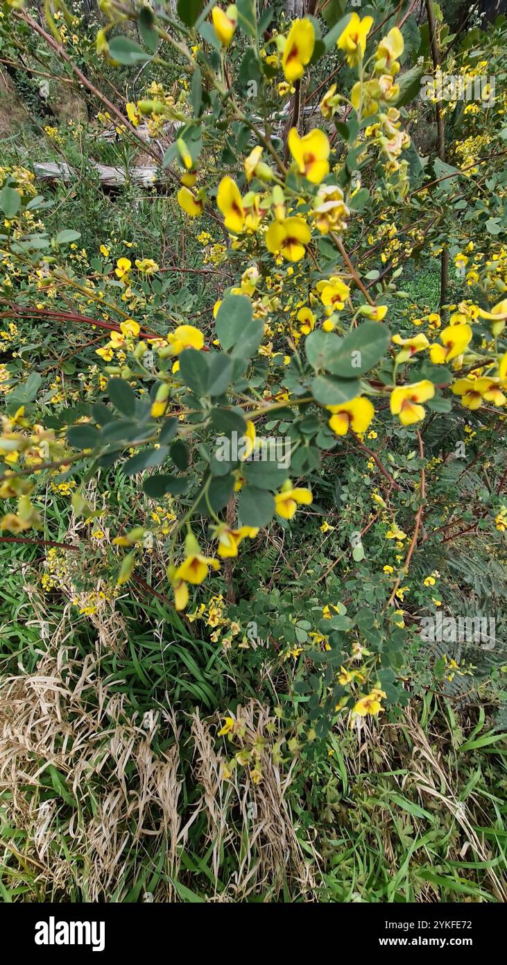 Clover-leaved Poison (Goodia lotifolia Stock Photo - Alamy