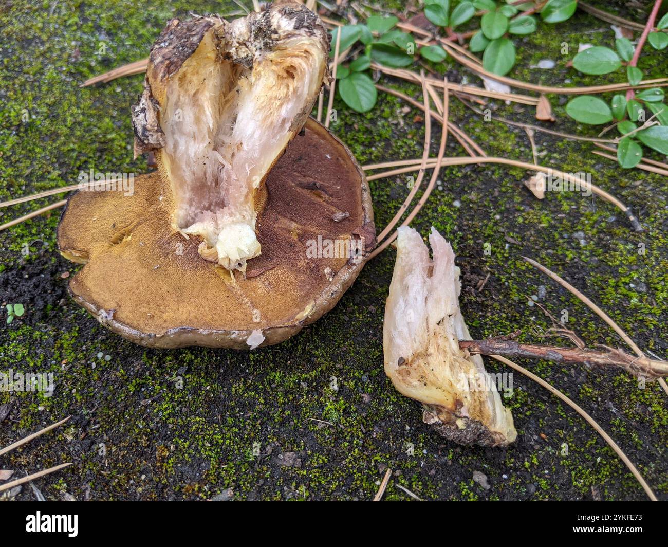 Brown Roll-Rim (Paxillus involutus Stock Photo - Alamy