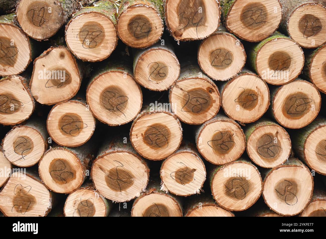 Sawn timber hi-res stock photography and images - Alamy