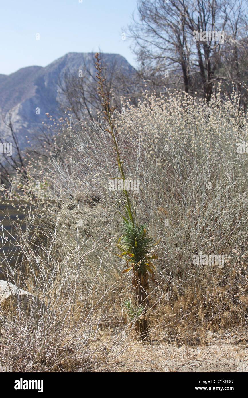 Turricula hi-res stock photography and images - Alamy