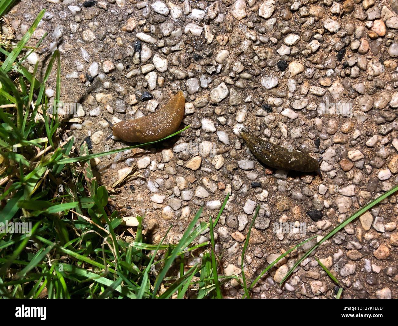 Yellow Cellar Slug (Limacus flavus Stock Photo - Alamy