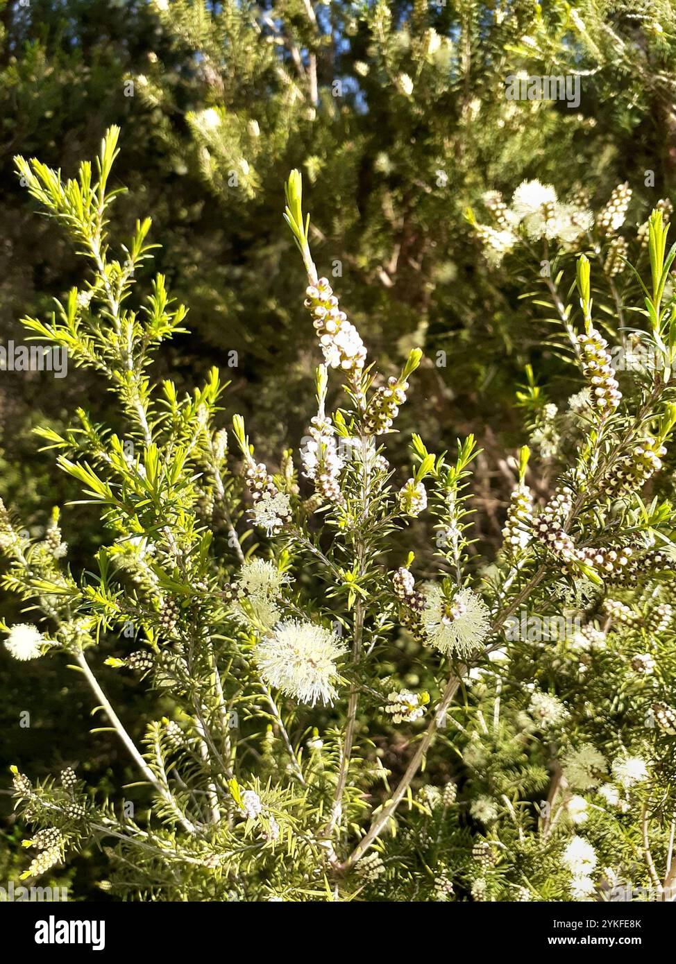 Swamp Paperbark (Melaleuca ericifolia Stock Photo - Alamy