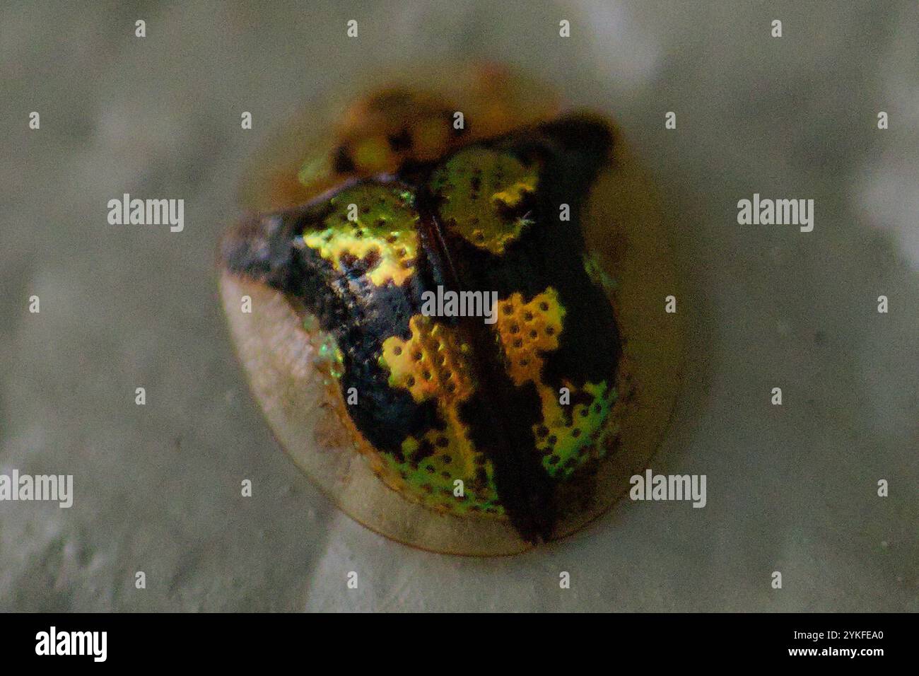 Mottled tortoise beetle hi-res stock photography and images - Alamy