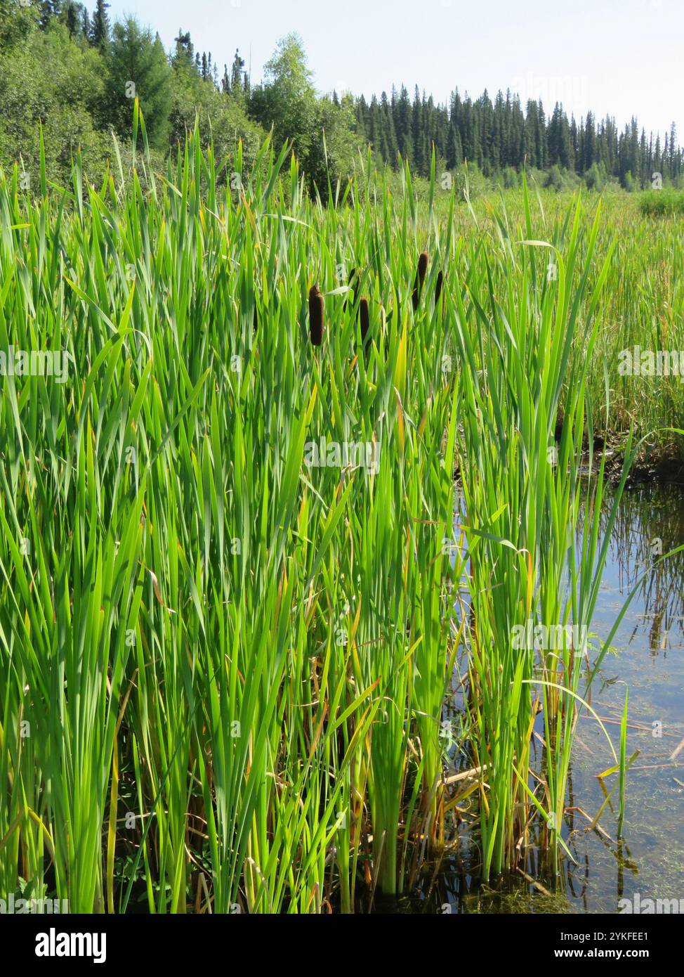 broadleaf cattail (Typha latifolia Stock Photo - Alamy