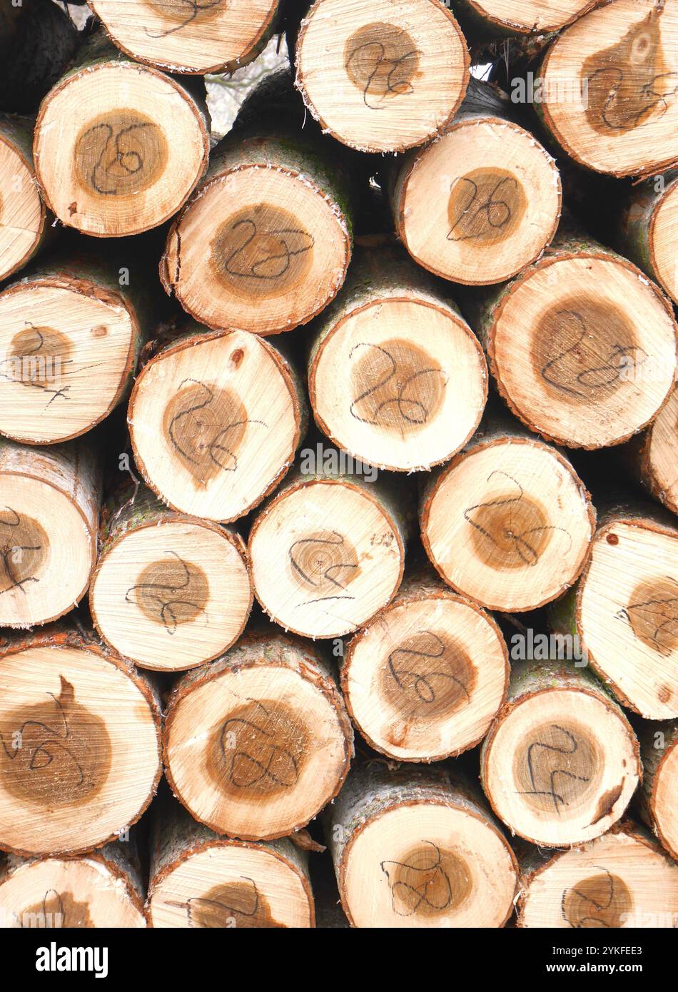 Sawn timber hi-res stock photography and images - Alamy