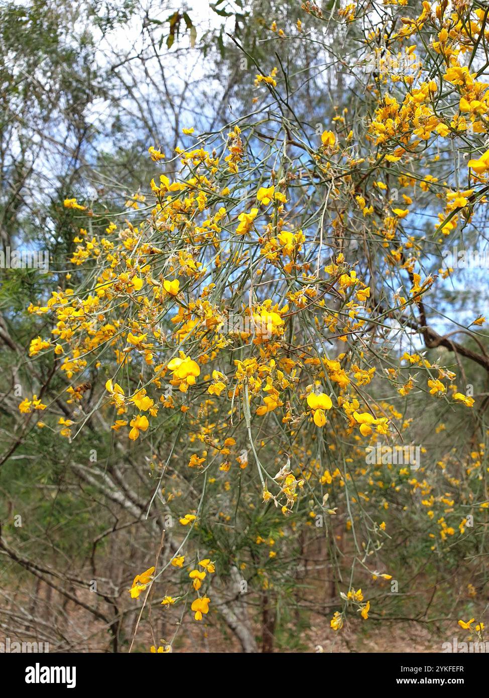 winged broom-pea (Jacksonia scoparia Stock Photo - Alamy