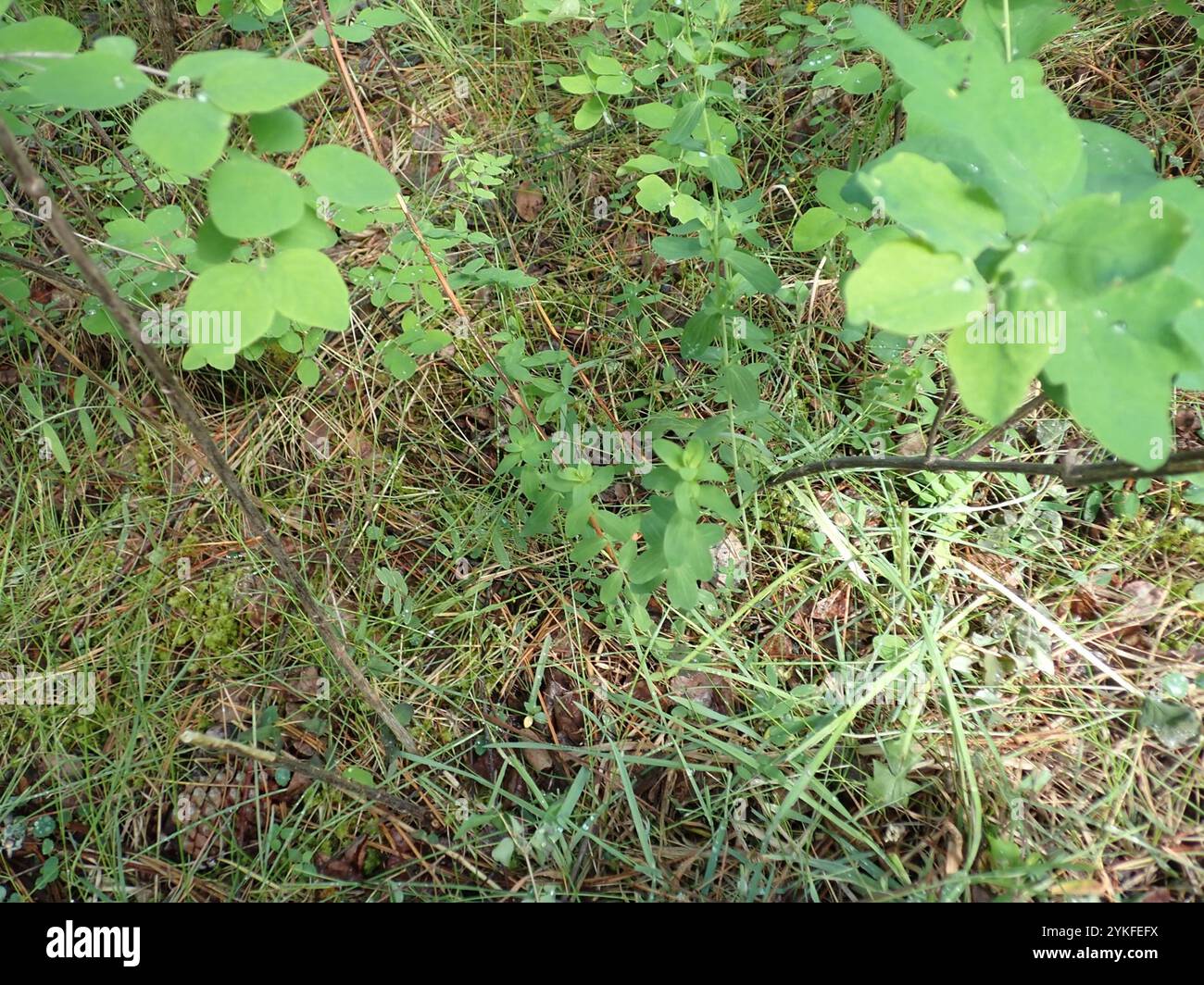 Common St John S Wort Hypericum Perforatum Stock Photo Alamy