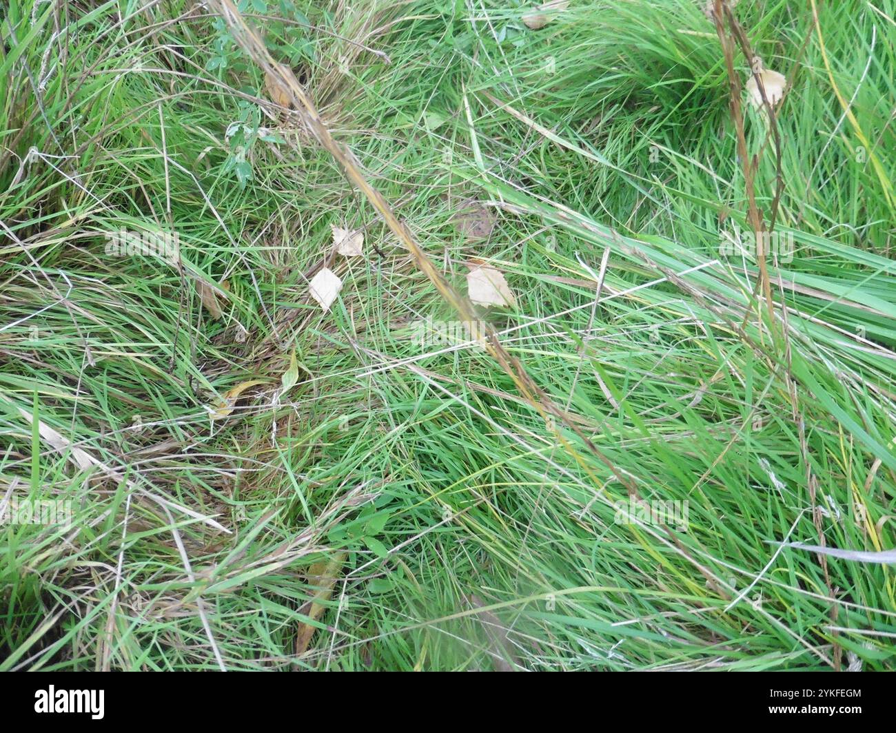 marsh arrowgrass (Triglochin palustris Stock Photo - Alamy