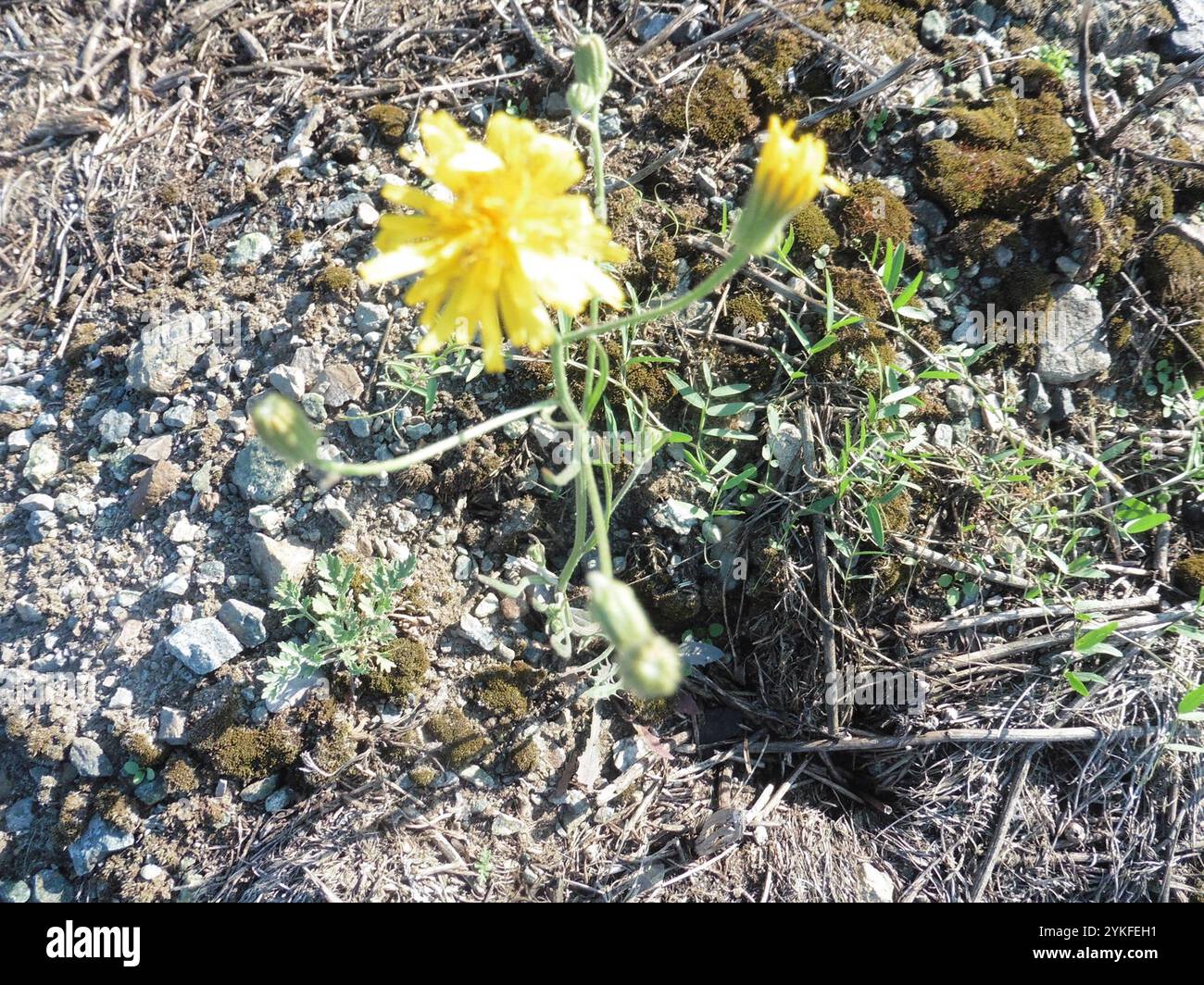 narrow-leaved hawksbeard (Crepis tectorum Stock Photo - Alamy