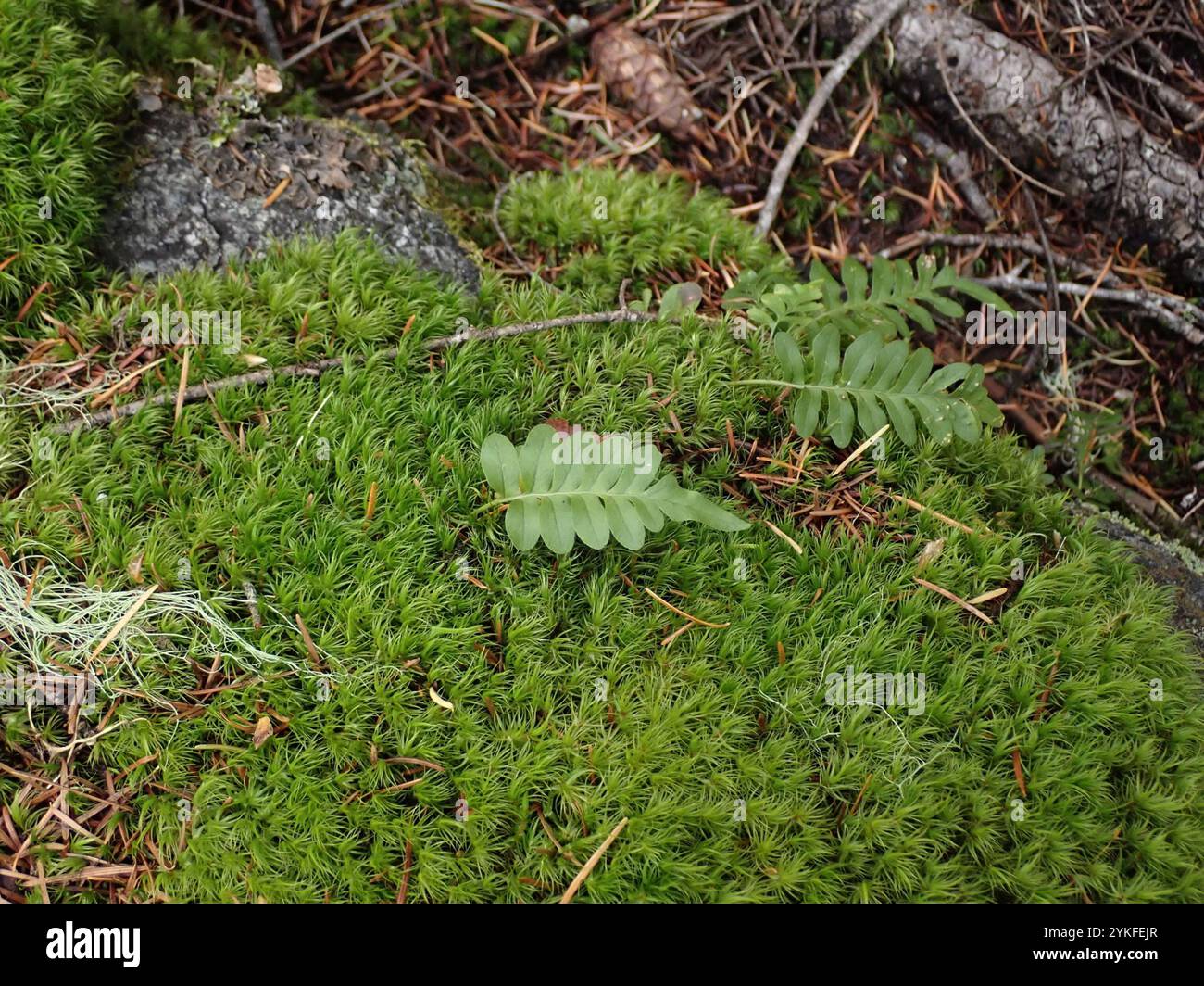 polypody ferns (Polypodium Stock Photo - Alamy