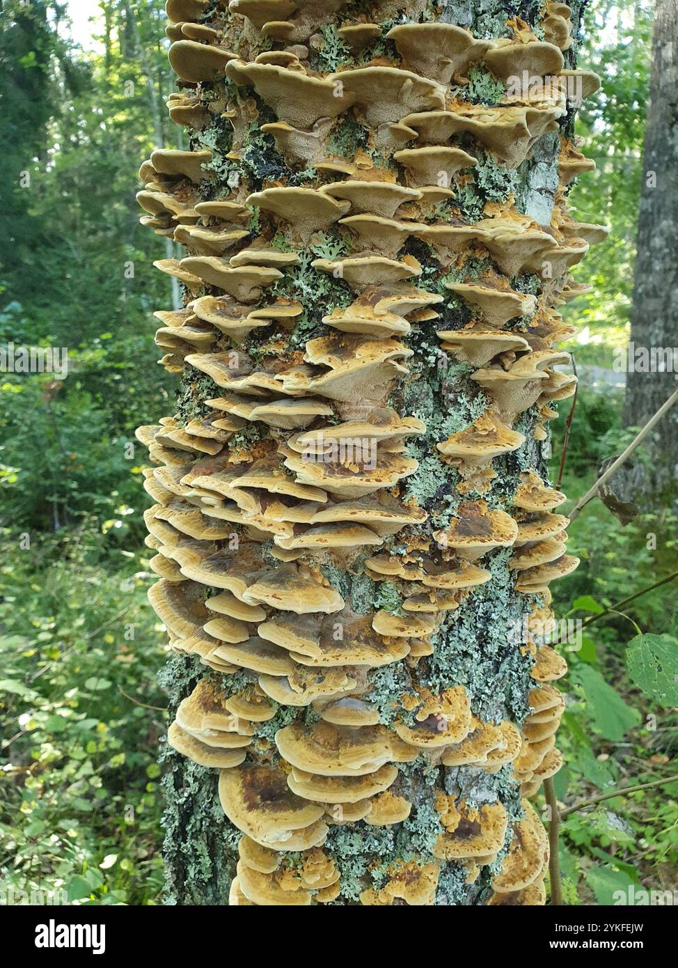 Alder Bracket (Mensularia radiata Stock Photo - Alamy