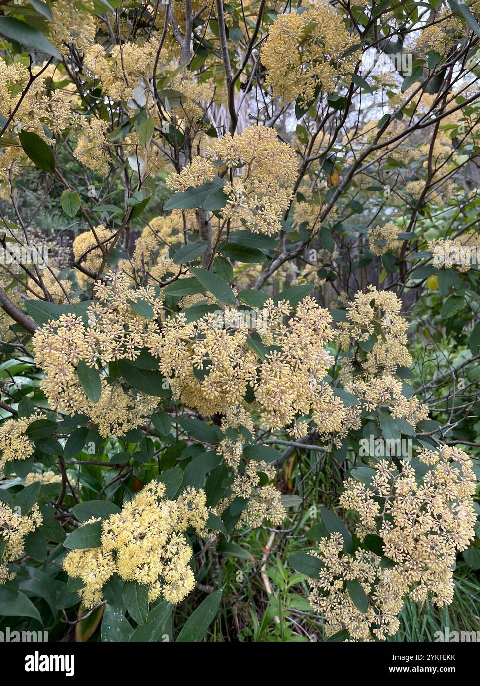 Kumarahou hi-res stock photography and images - Alamy