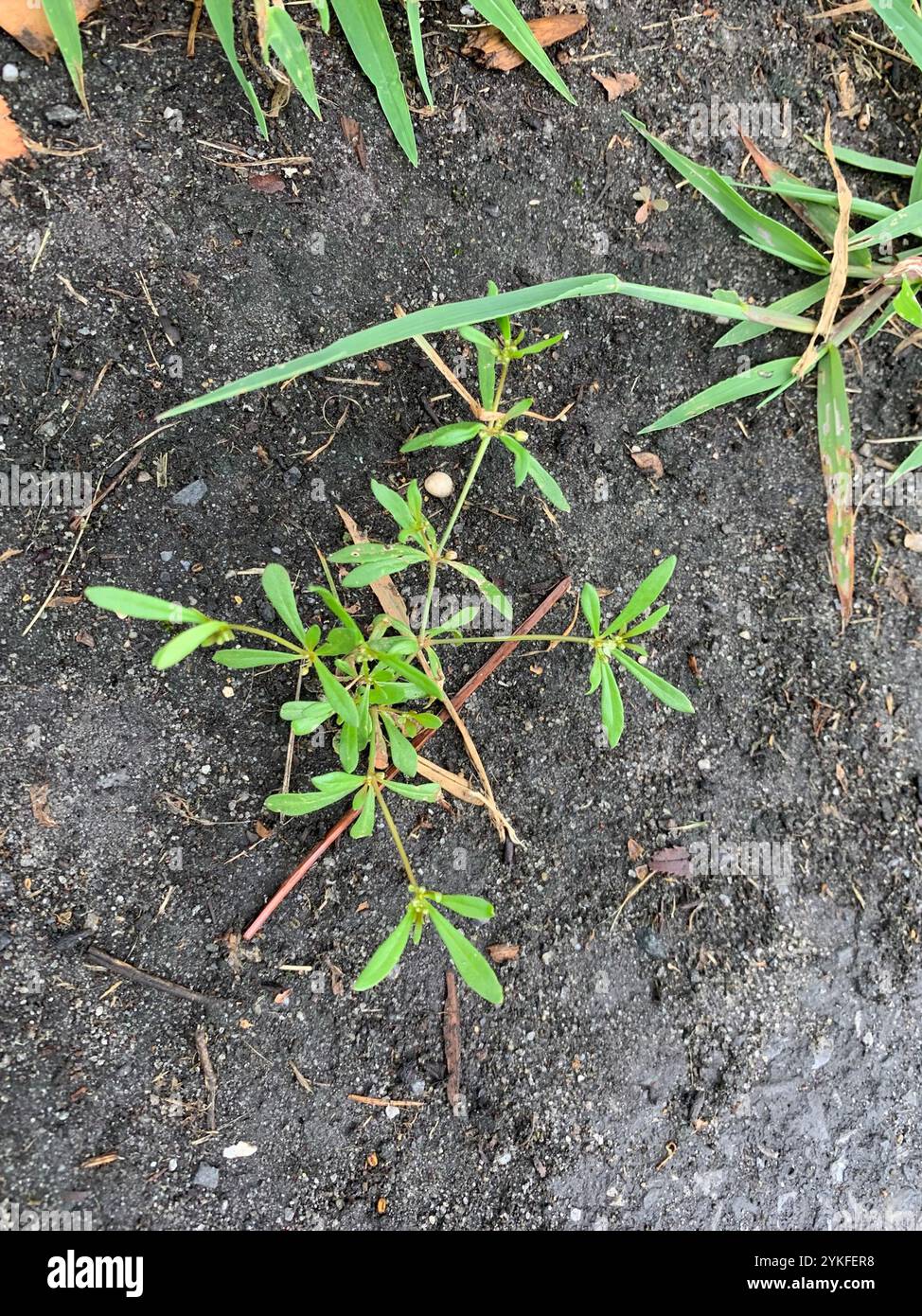green carpetweed (Mollugo verticillata Stock Photo - Alamy