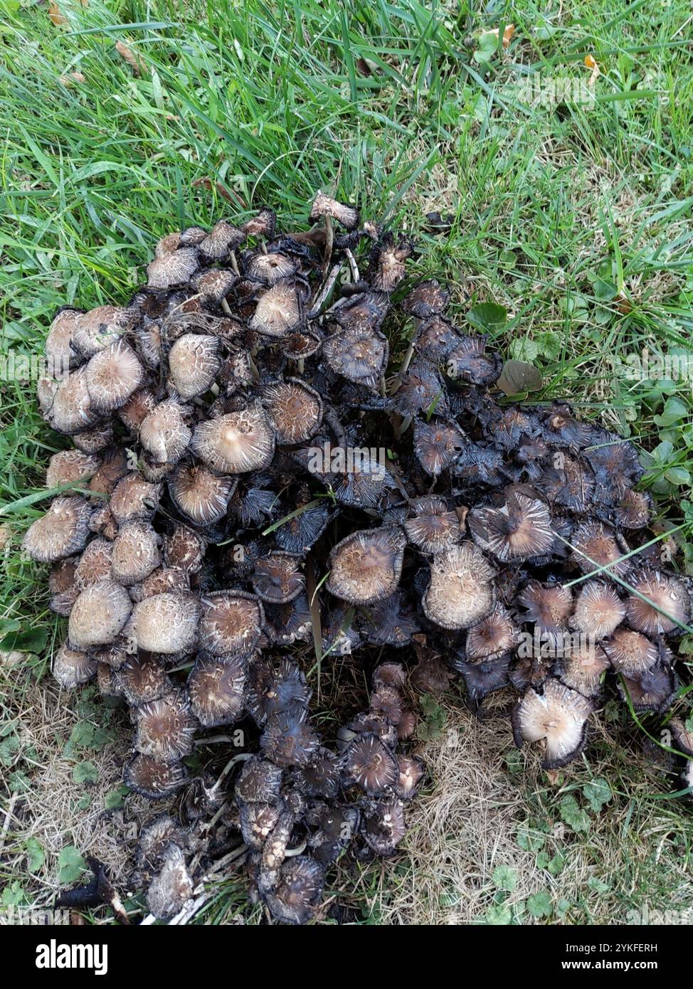 scaly ink cap (Coprinopsis variegata Stock Photo - Alamy