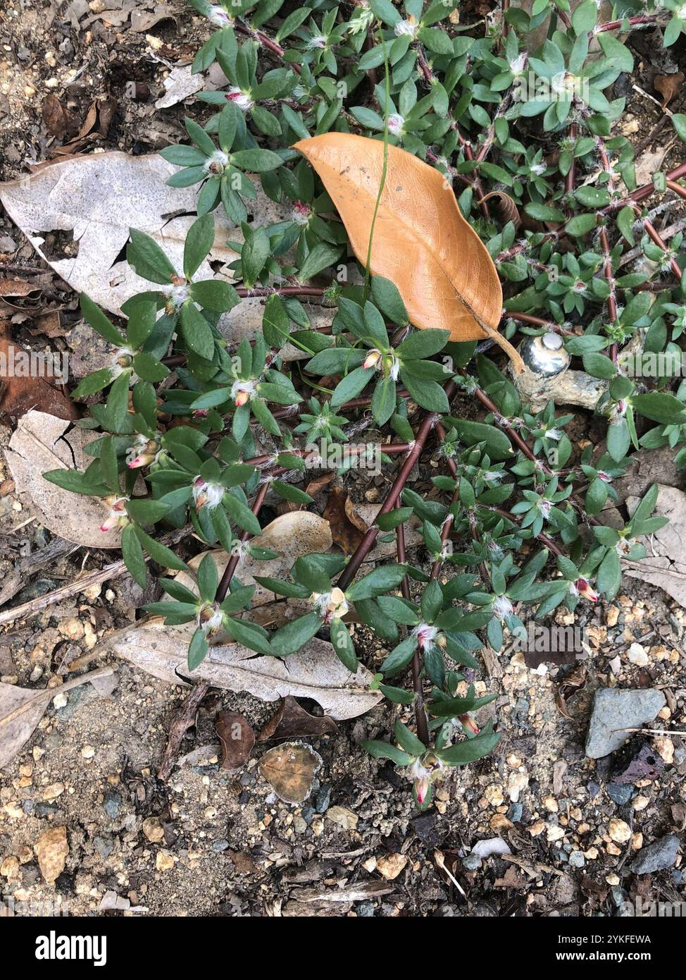 Paraguayan Purslane (Portulaca amilis Stock Photo - Alamy