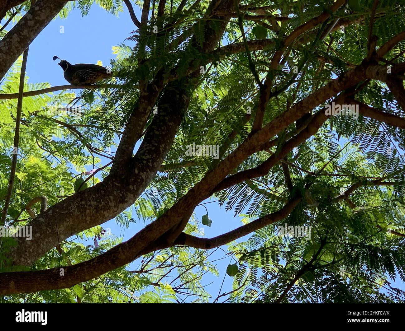 California Quail (Callipepla californica Stock Photo - Alamy