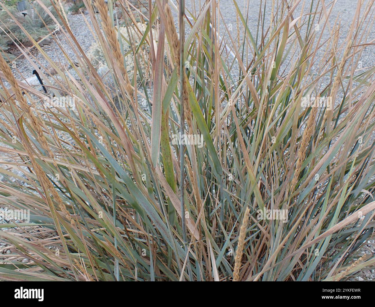 Leymus cinereus hi-res stock photography and images - Alamy